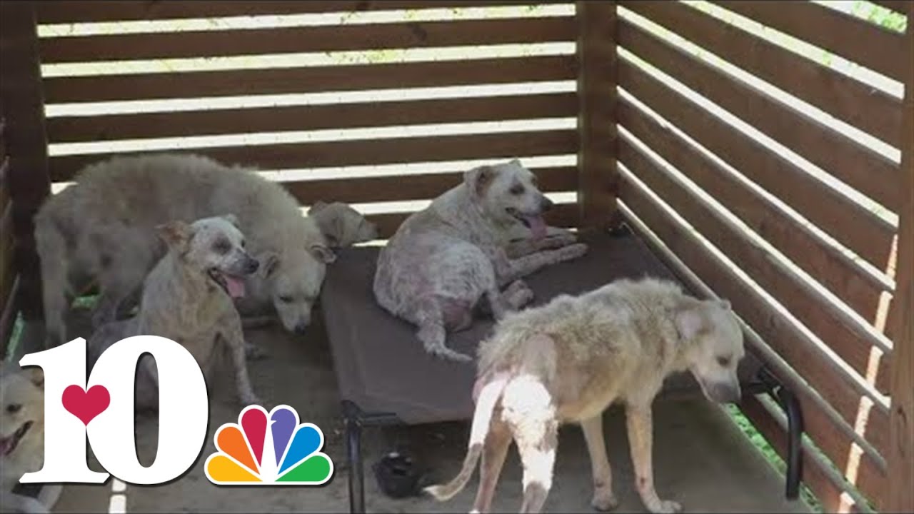 Dozens of dogs rescued from Kentucky home in worst case animal control ...
