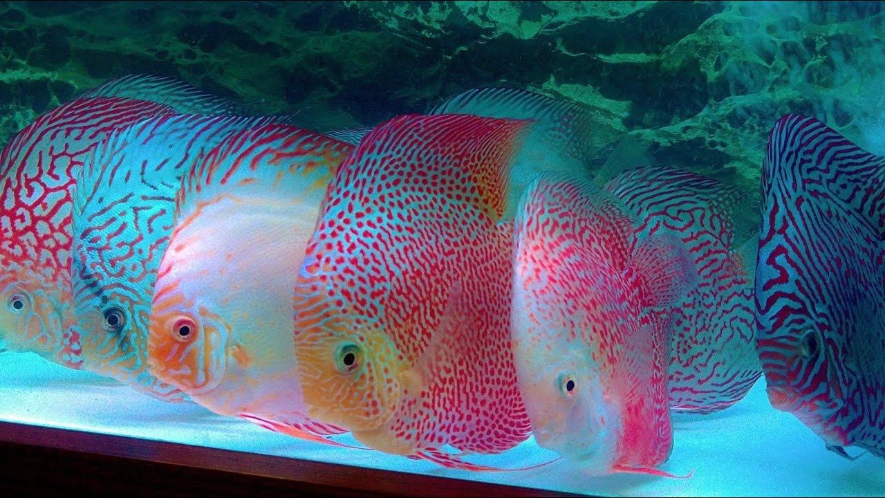 Most Beautiful Discus Fish Tank / Pink Discus Fish In Aquarium . - YouTube