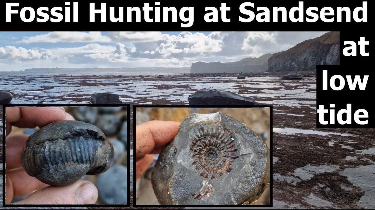 Fossil Hunting at Sandsend, whitby - low tide rockpool fossils! - YouTube
