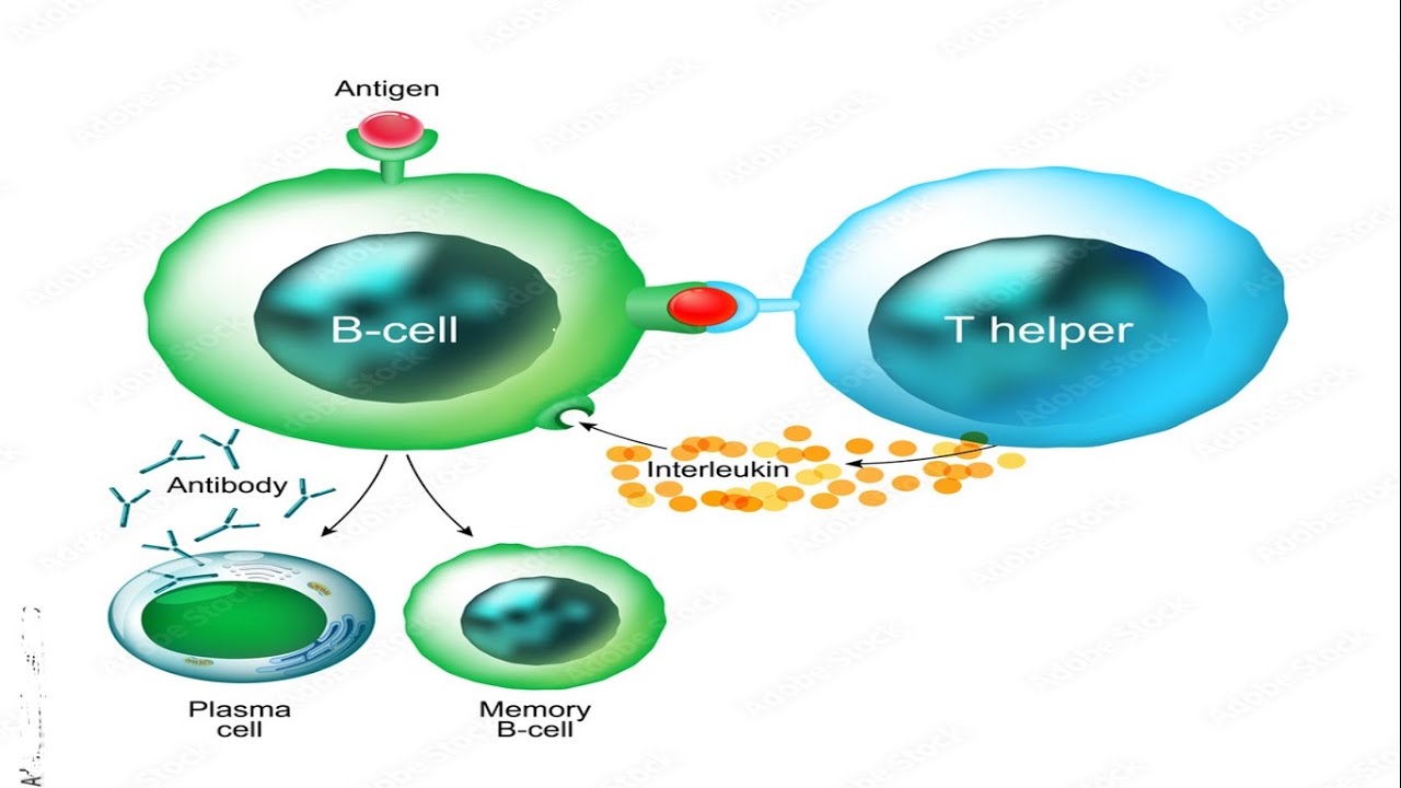 What Are B Cells Called _ What Are B Cells – TGIDQQ