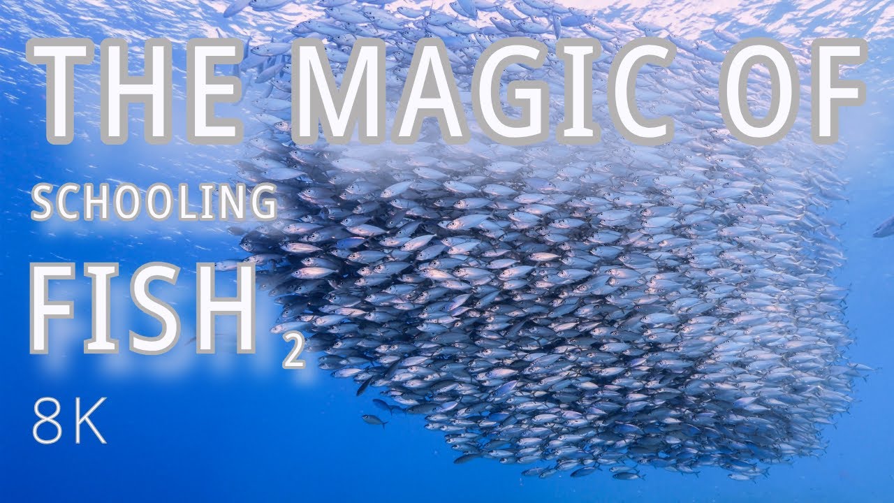 The Magic of Schooling Fish pt.2 | a 1-hour 8K Undersea Film - YouTube