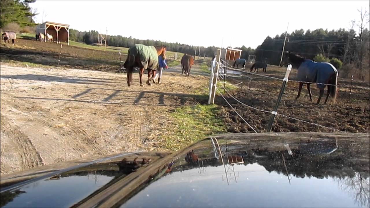 Day In the Life: Morning Barn Chores!! - YouTube