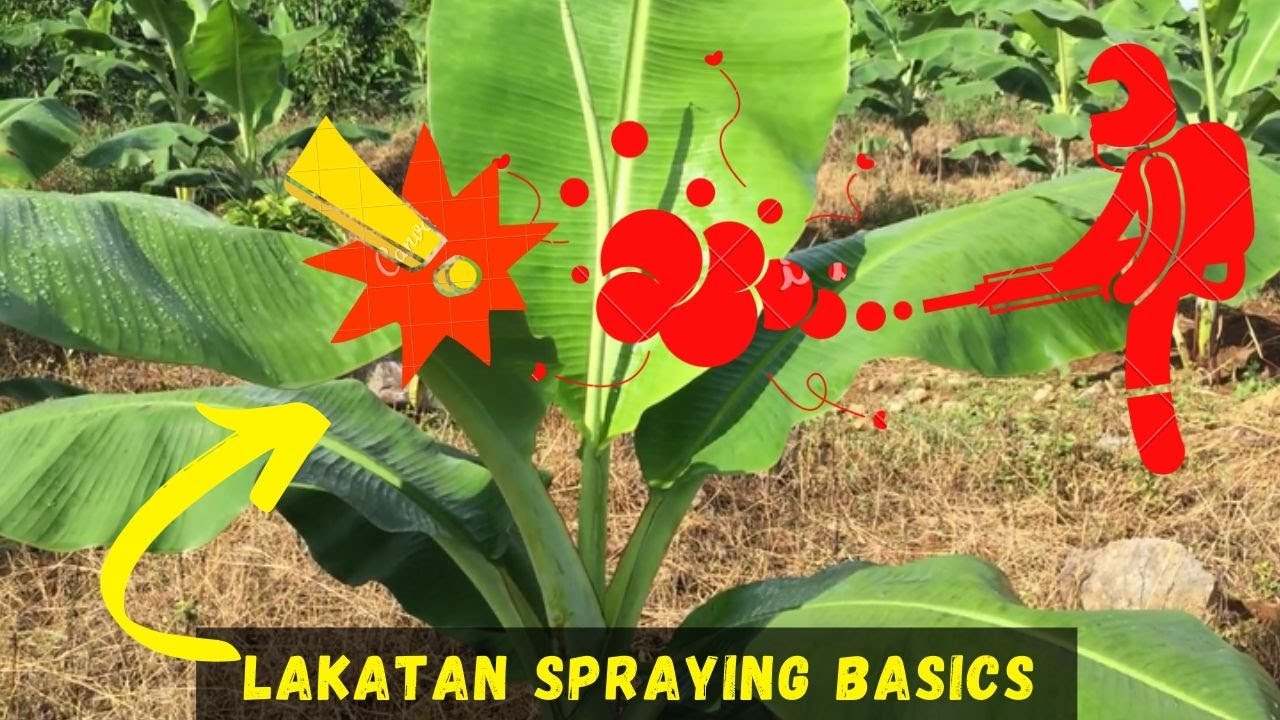 BVLOG3: Know the basics of Lakatan Banana Spraying for more efficacy ...