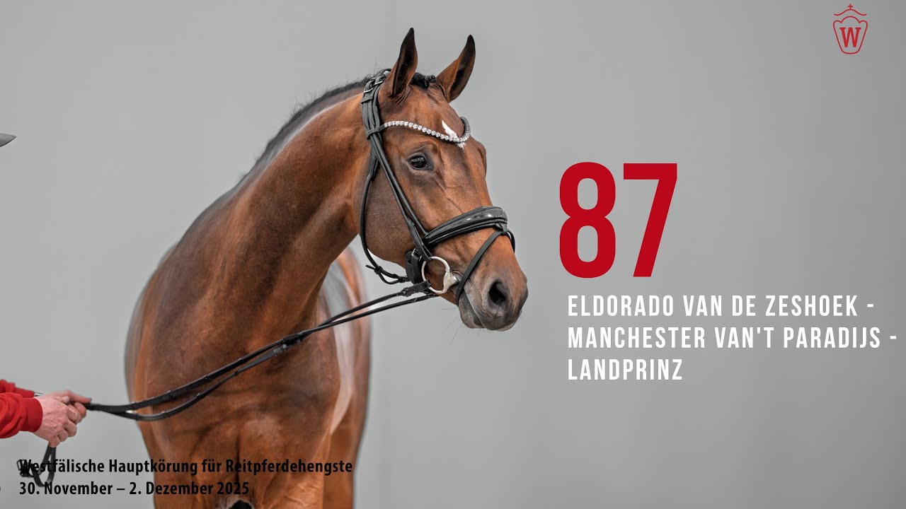 Hauptkörung f. Reitpferdehengste 2025 Lot 87 Eldorado vd Zeshoek ...