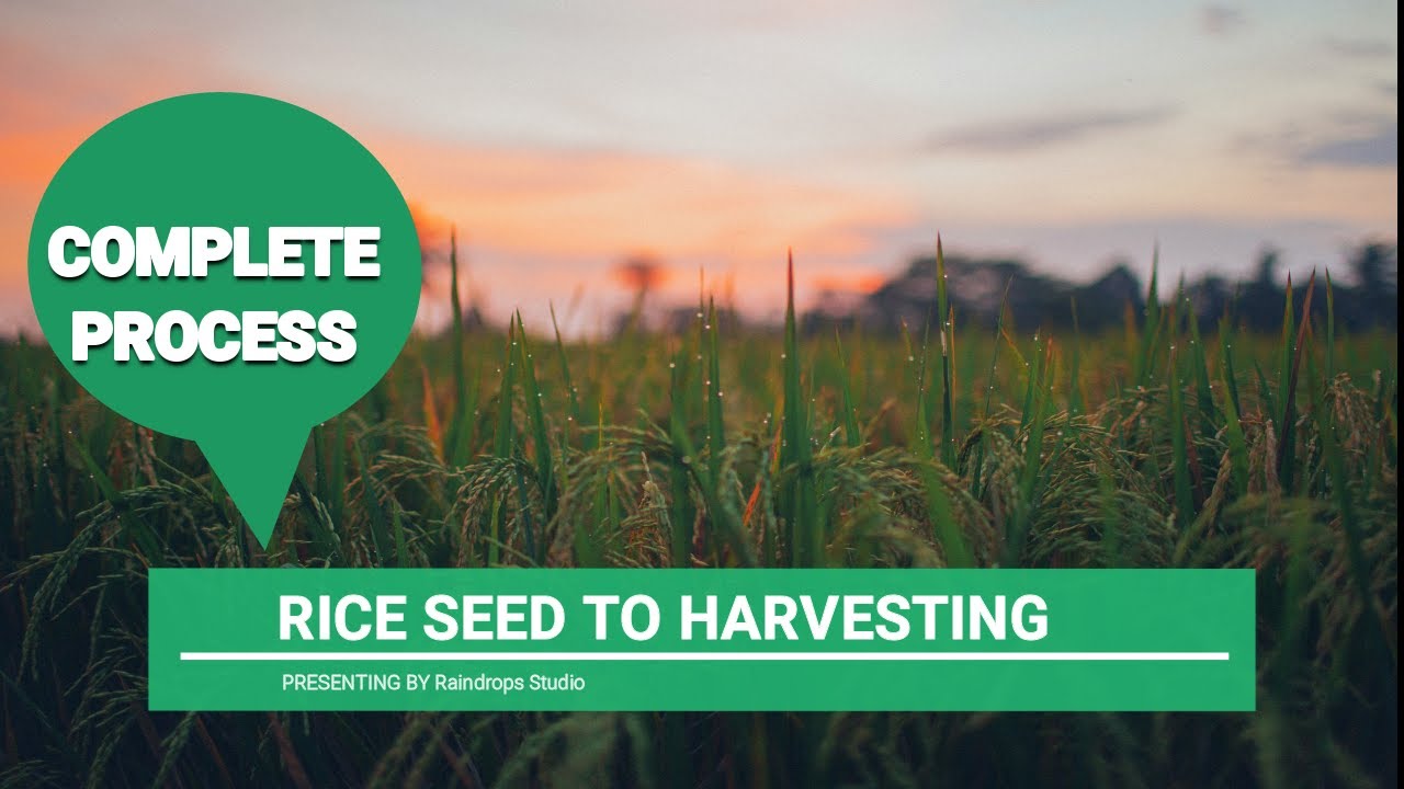 Rice Growing Process | Paddy Field | Seed to Harvest - YouTube