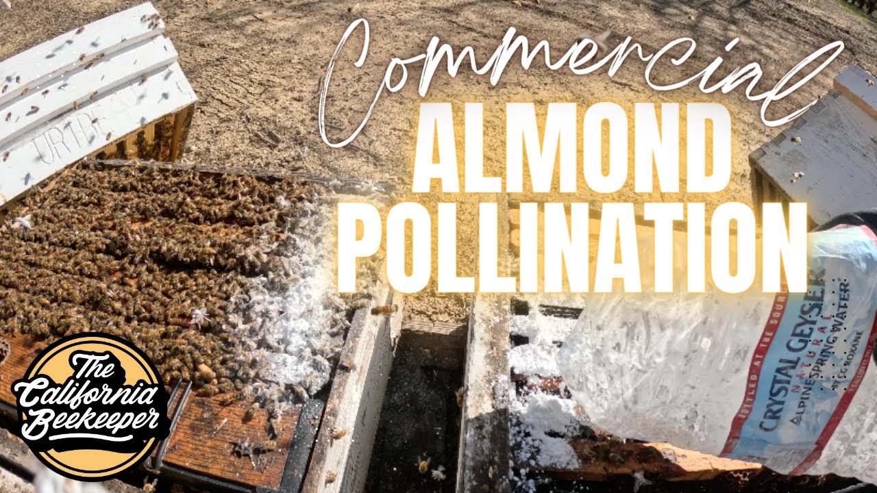 Commercial California Almond Pollination - GRADING, FEEDING, POLLEN ...