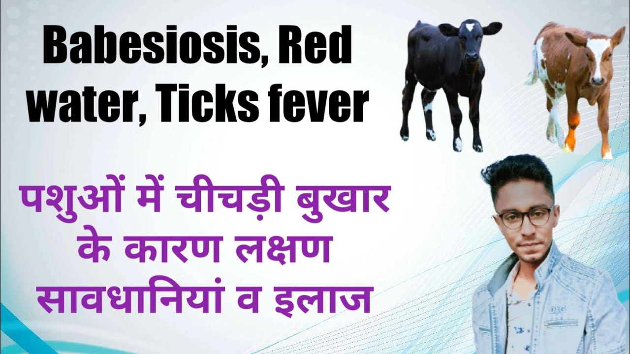 Babesiosis, Red water, Tickets fever, disease treatment पशुओं में ...