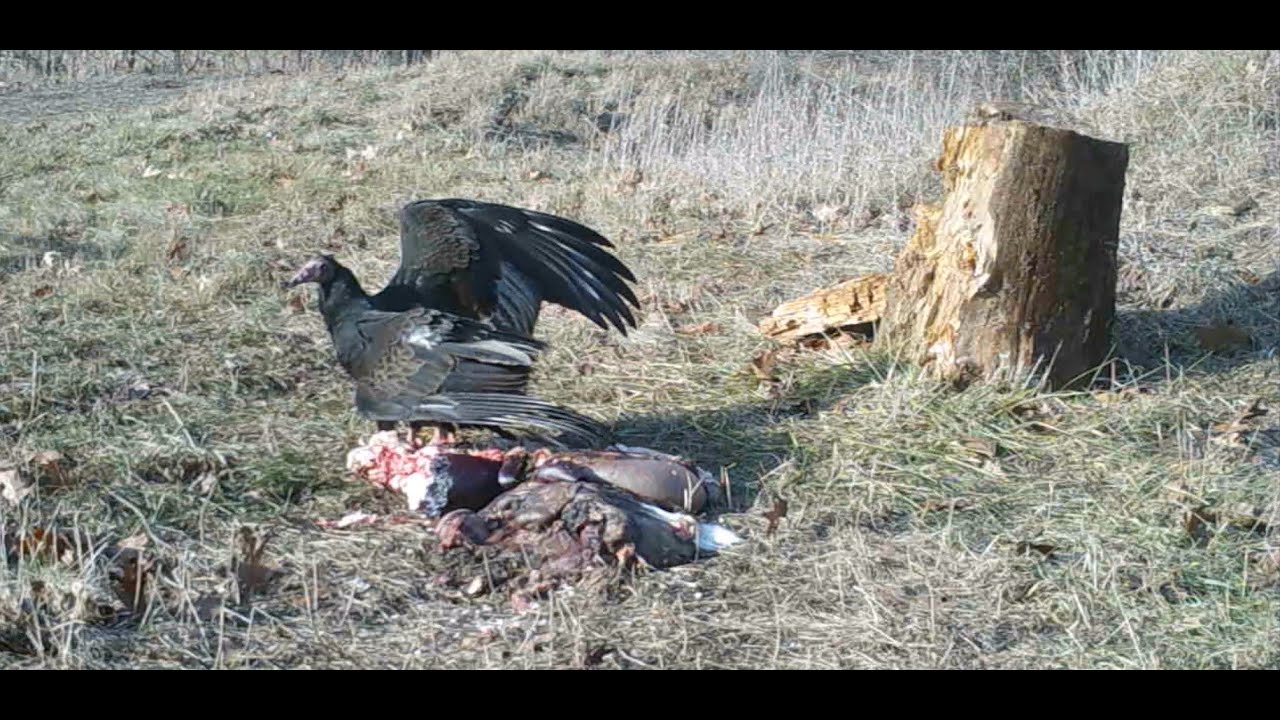 OldGuyDIY Vulture On Deer Gut Pile Browning Game Camera Video Southern ...