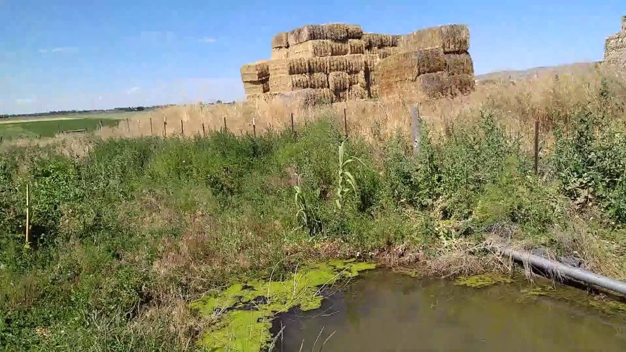 A Walk Among the Swales Part II - YouTube