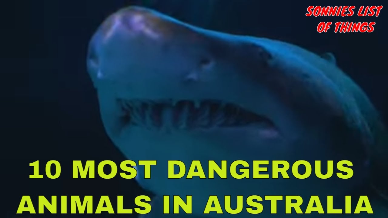 10 Of The Most Dangerous Animals In Australia - YouTube