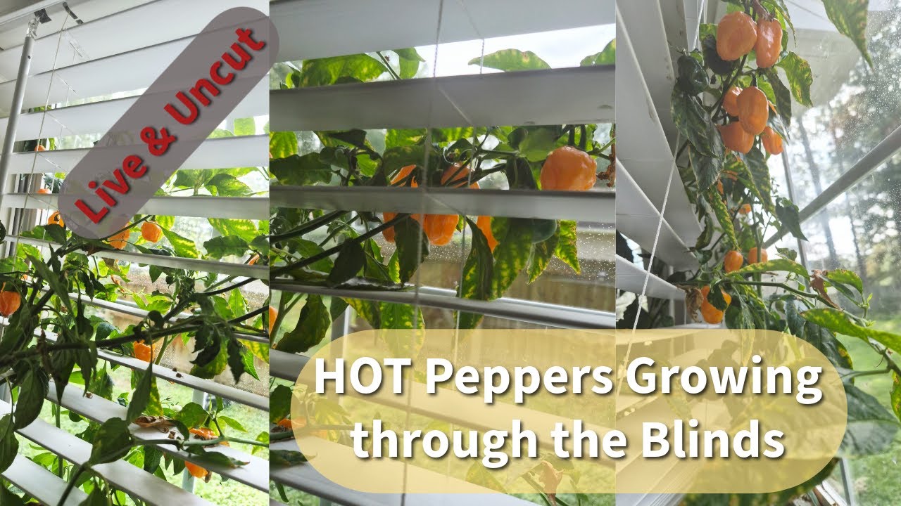 Live! Indoor Harvest - Potted Pepper Plants Check-In - YouTube