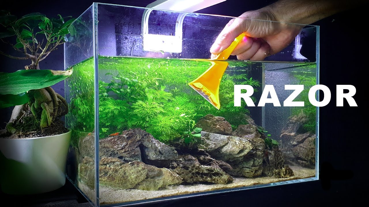Cleaning My Fish Tank (Timelapse): No Filter Shrimp Aquarium - YouTube