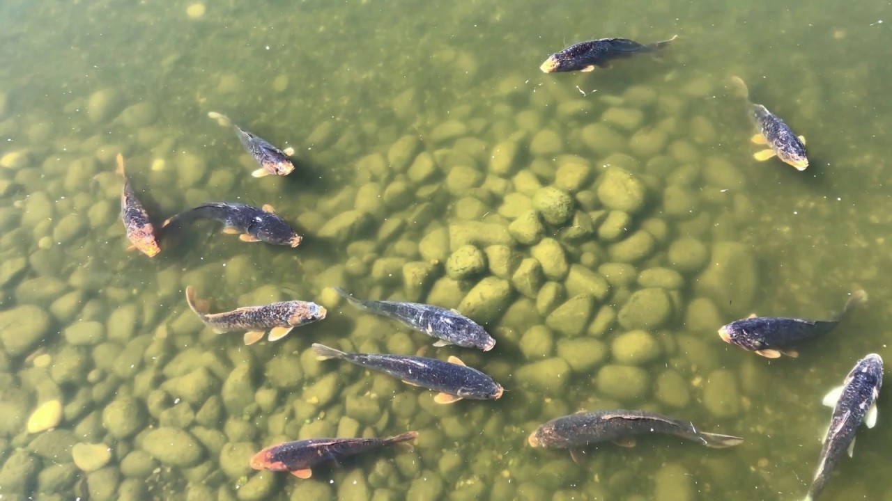 The Fish Pond in 4k - YouTube