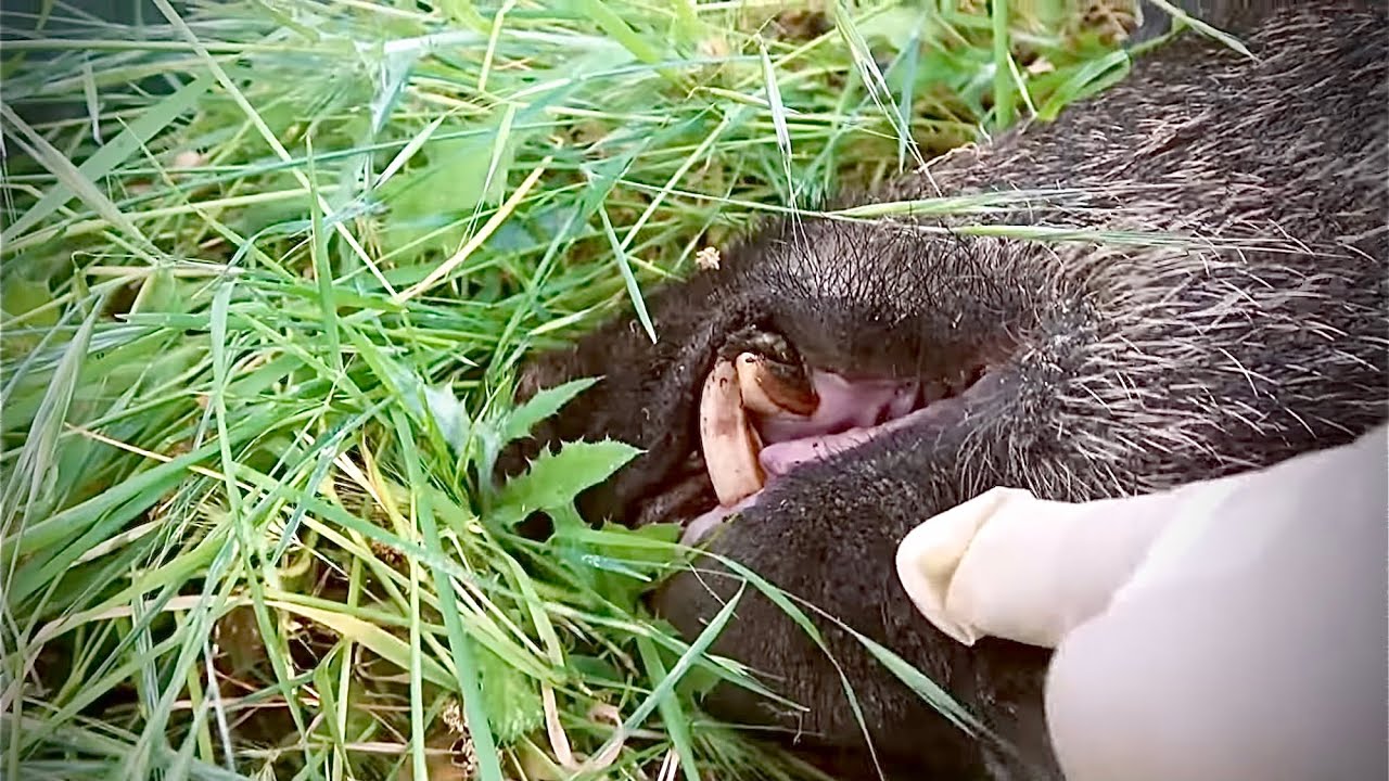 Why YOU should Bow Hunt wild Pigs in California - YouTube