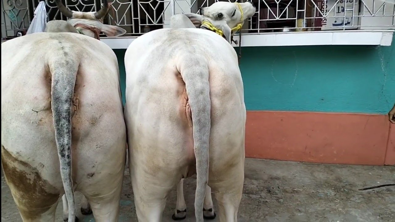 BEAUTIFUL BACCHIYA COW AVAILABLE FOR SALE IN GOLBARI, BAMUNIA ||KOLKATA ...