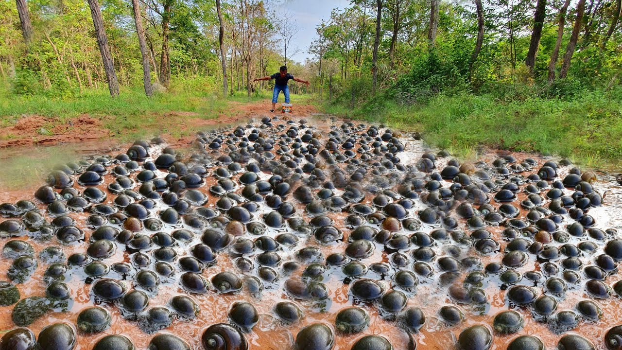 Top video catch snails! a lots of snails at special place catch by hand ...