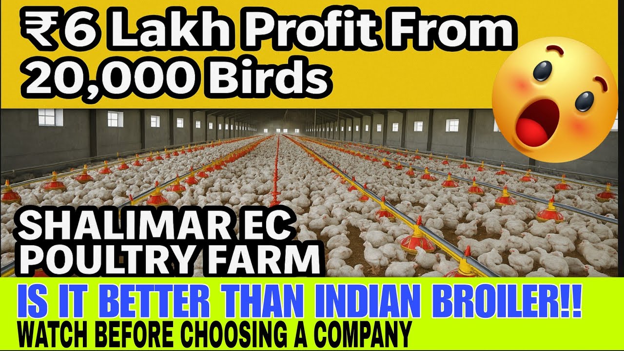 ₹6 Lakh Profit From 20,000 Birds 🤯 Shalimar EC Poultry Farm Contract ...
