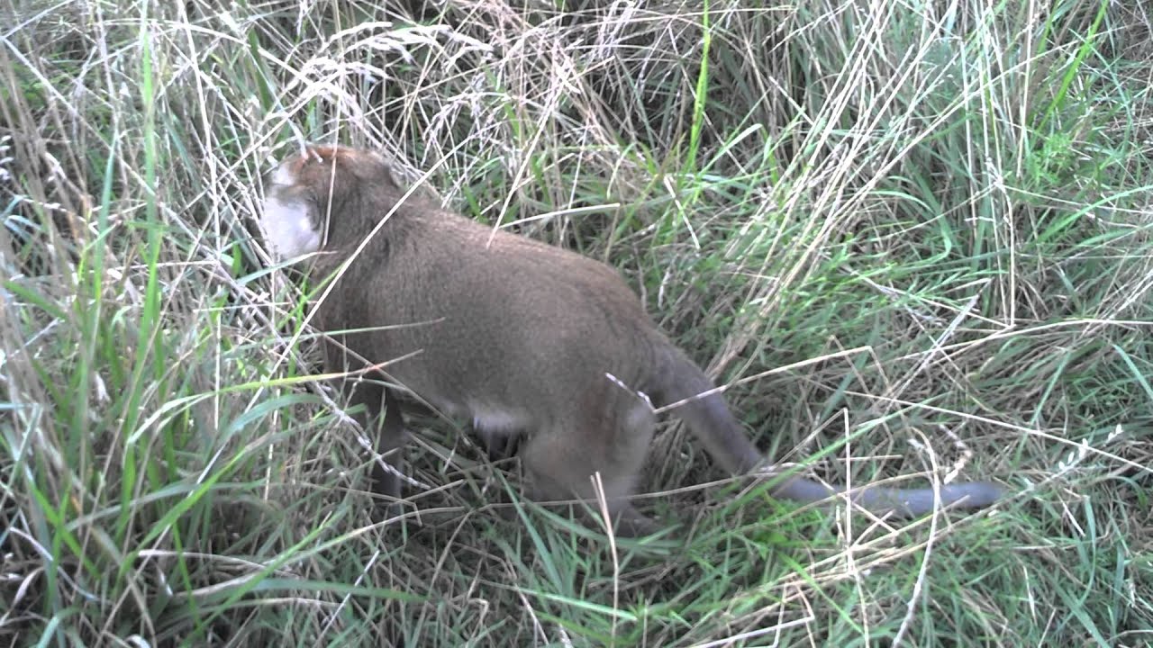 Monkey hunting for a snack - YouTube