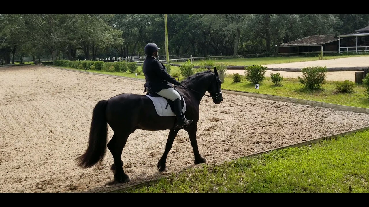 intro A dressage show online championships August 2021 - YouTube