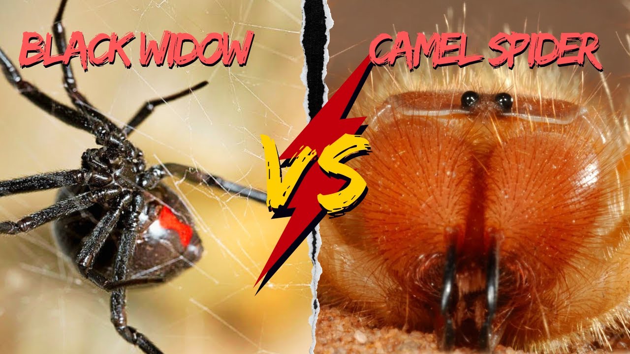 The Most Intense Insect Battle: Camel Spider vs Black Widow! - YouTube