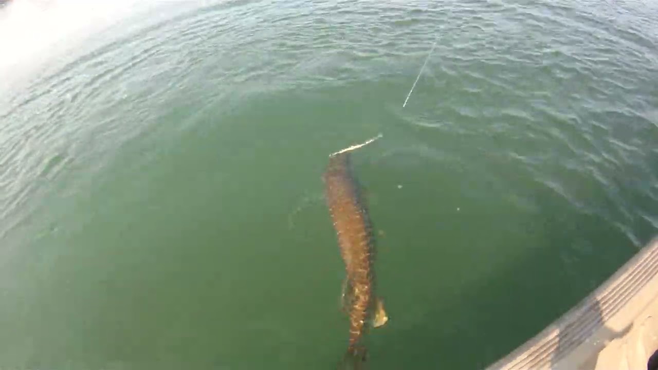 Down lure and trailer lure doing the job - YouTube