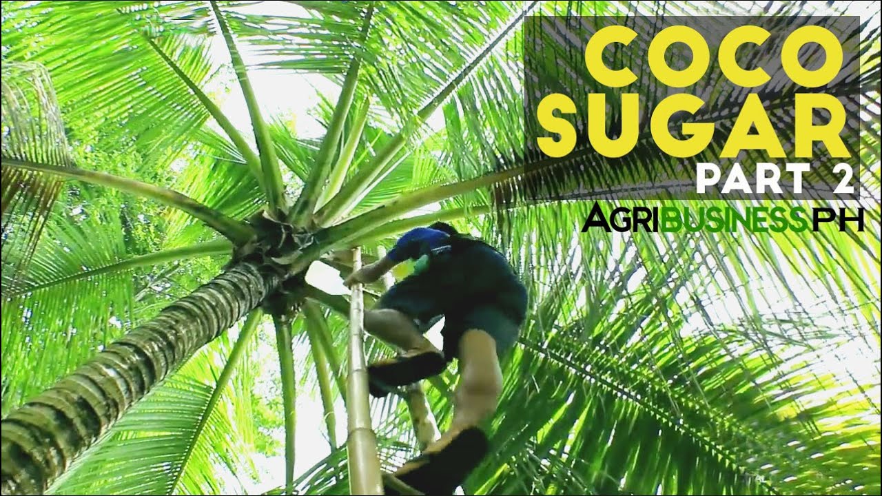 Coco Sugar Part 2 : How to make Coco Sugar | Agribusiness Philippines ...