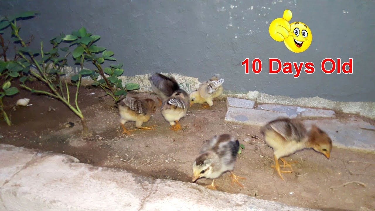 Baby Chicks 10 Days Old || Baby Chickens Facts - YouTube