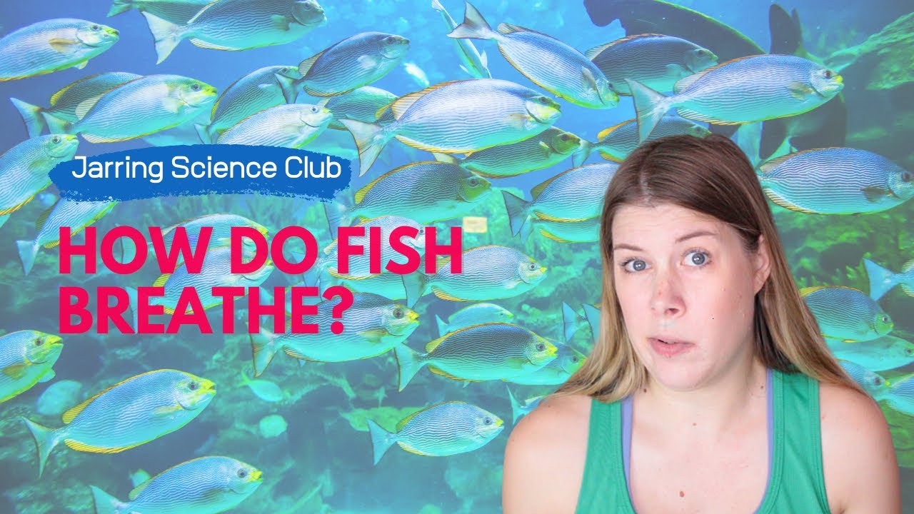 How Fish Breathe in Water Science Experiment - YouTube