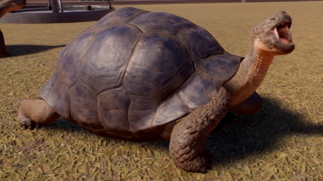Planet Zoo - Galapagos Giant Tortoise Gameplay (PC HD) [1080p60FPS ...