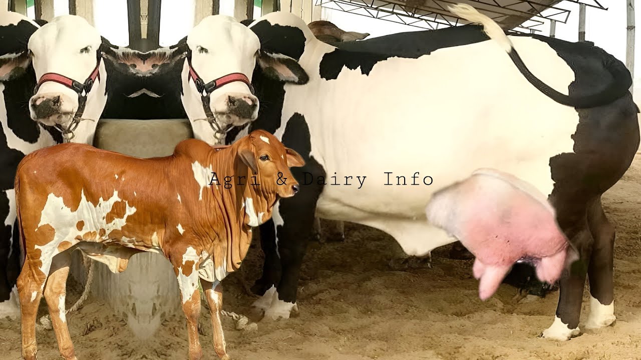 Cholistani Cow Highest Milk Production & Beautiful Breed || Cholistani ...