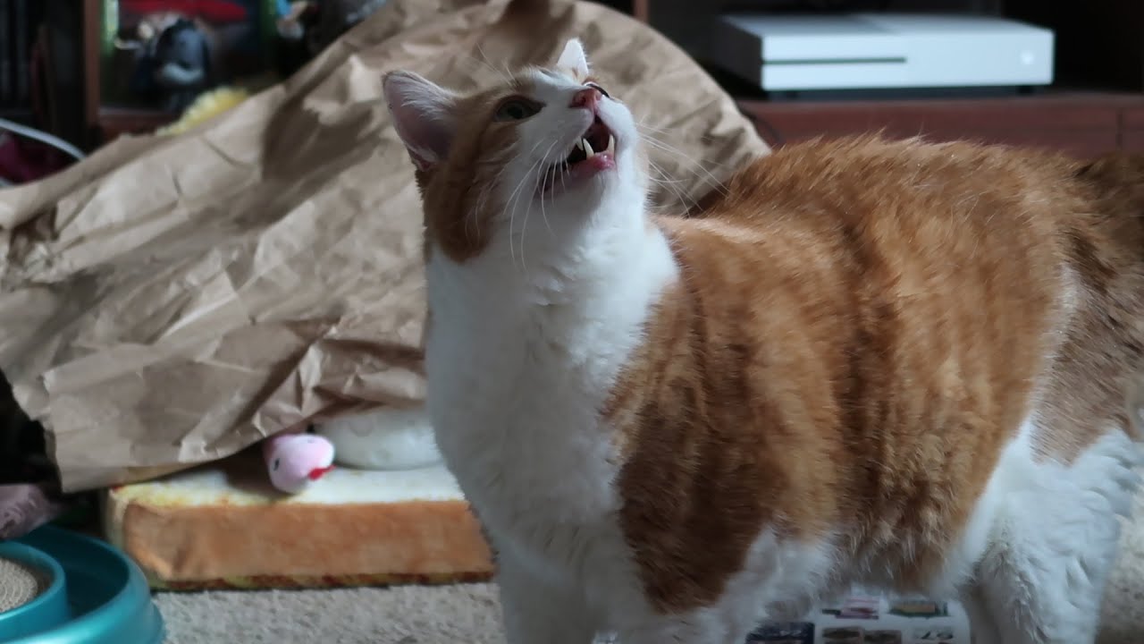 Cat Shames Dad For Dropping Things - YouTube