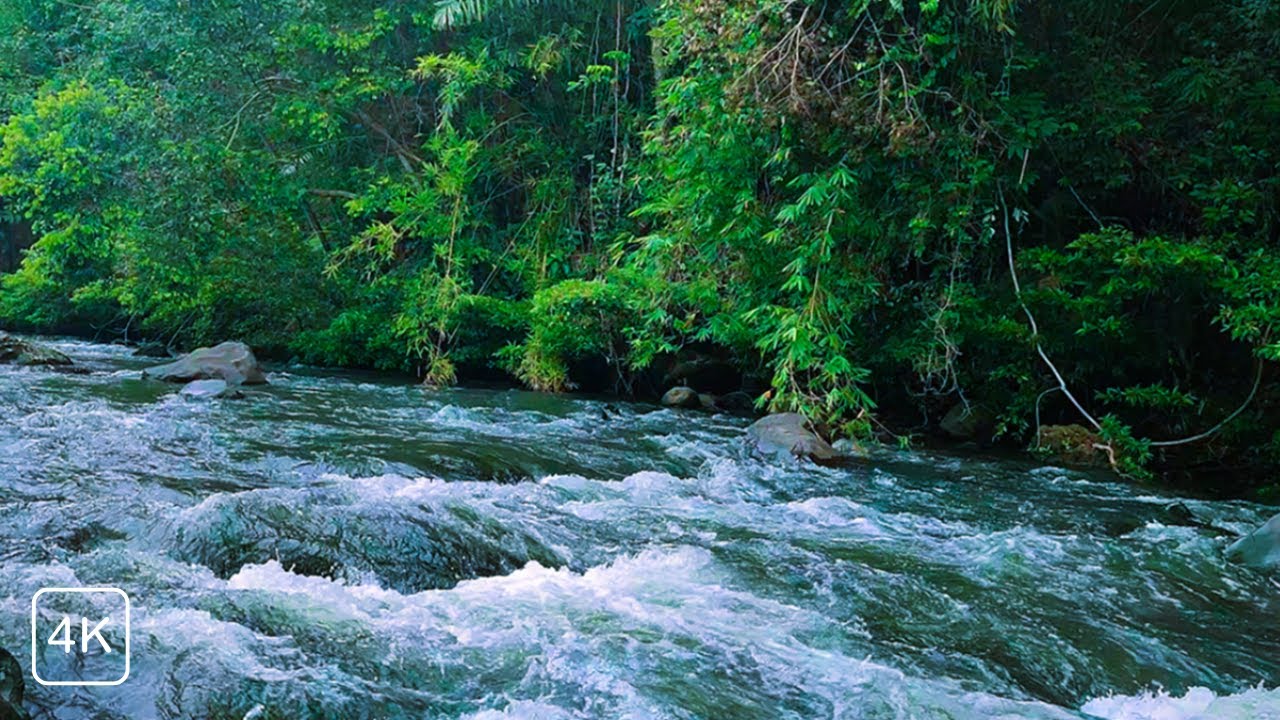 LIVE RIVER AMBIENCE WITH GENTLE WATER FLOW & FOREST SOUNDS, ASMR NATURE ...