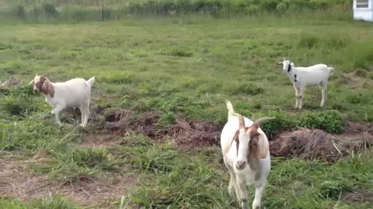 Prancing Goats - YouTube