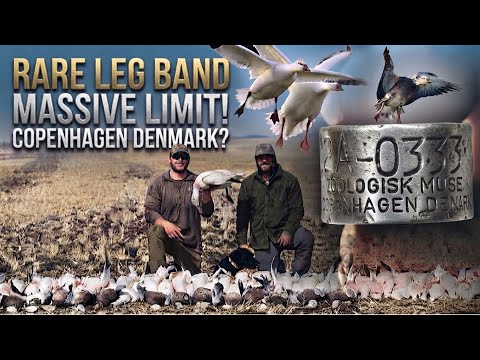 Snow Goose Hunting -  Rare Band & Epic Saskatchewan Decoy Action
