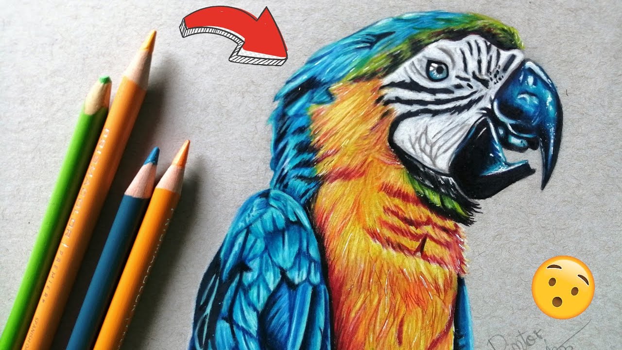 Como dibujar un loro realista con lapices de colores | Prismacolor ...