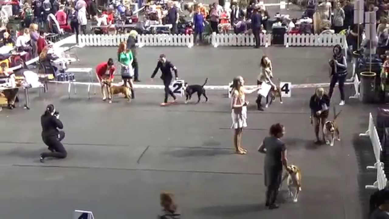 11.04.2015 International Dog Show "Tallinn Winner 2015" AST, Dogs ...