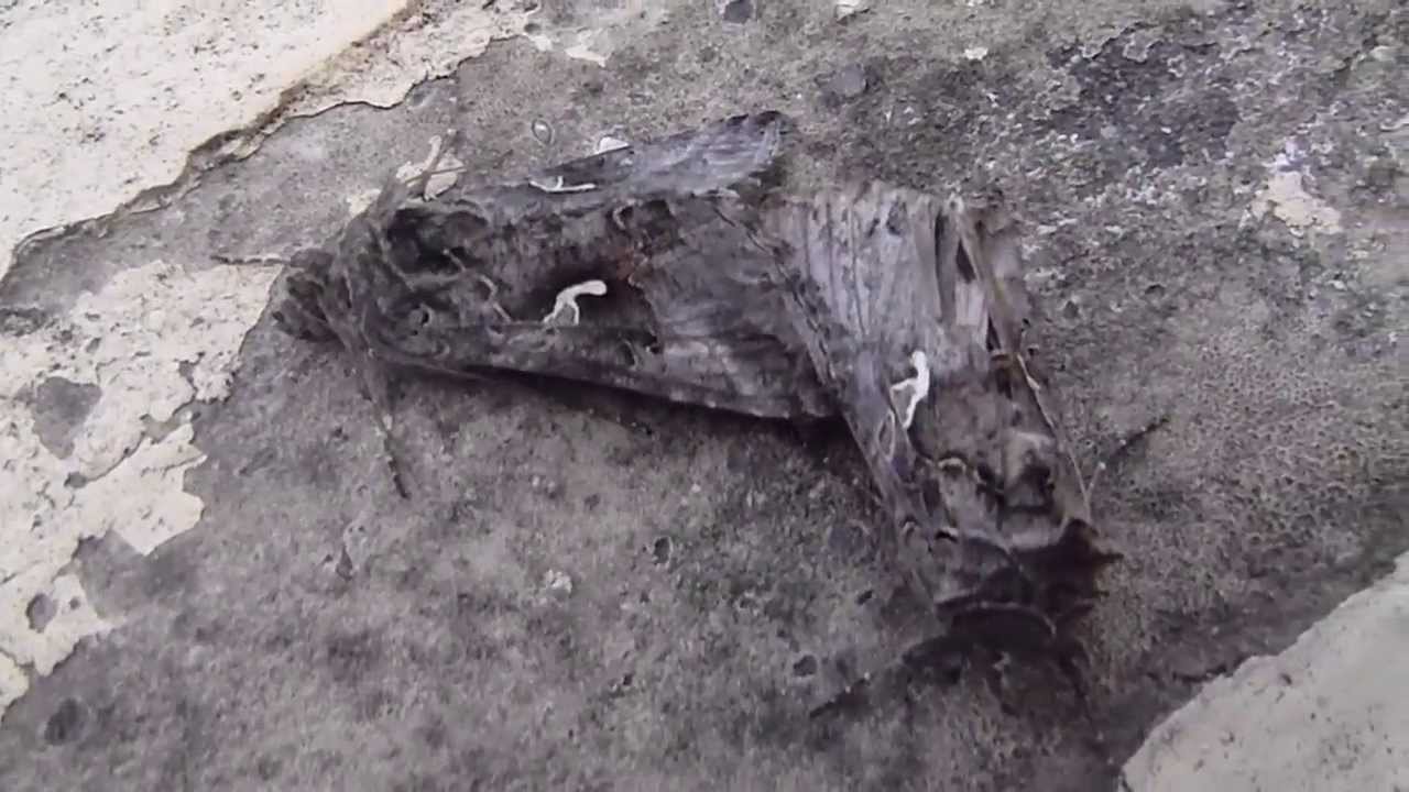 Polilla Plusia, Moth Silver Y (Autographa gamma) - YouTube