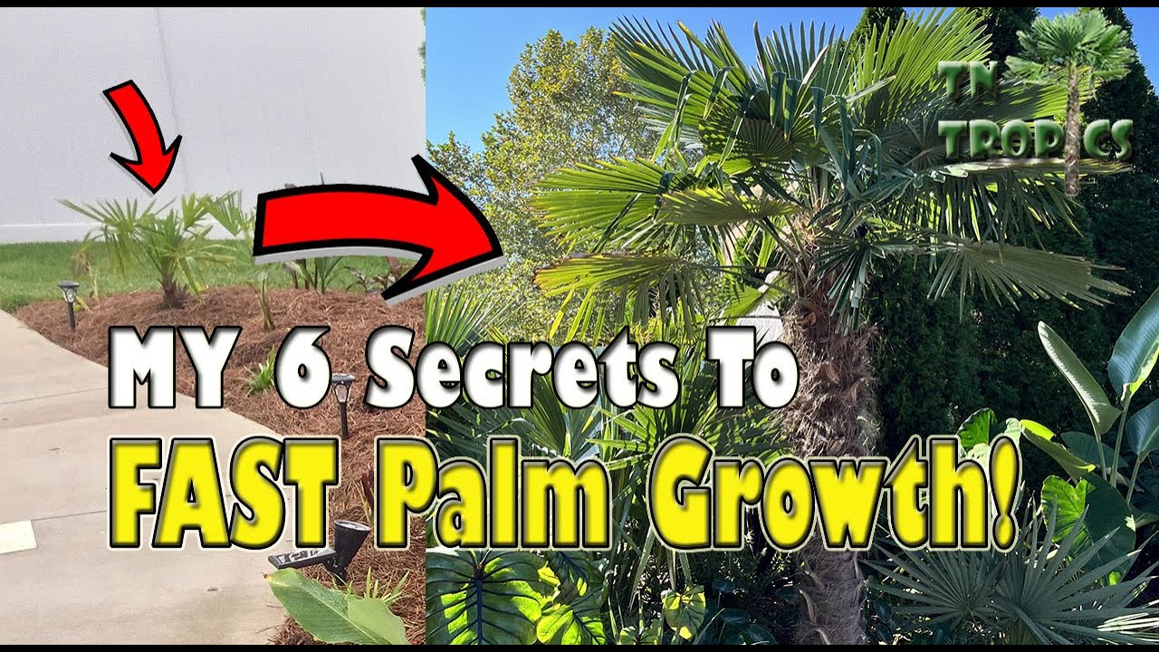 Six Secrets for FAST Palm Growth! - YouTube