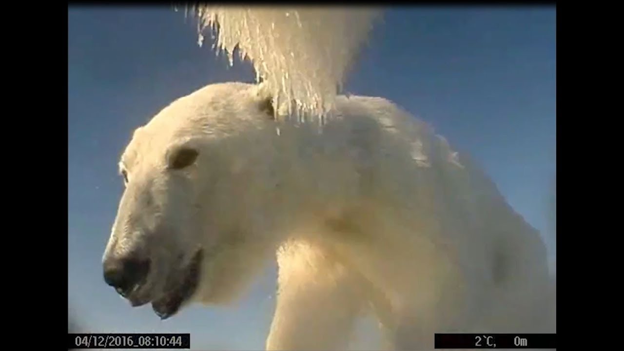 Polar Bear Wearing a GoPro, plus 5 other clips - YouTube