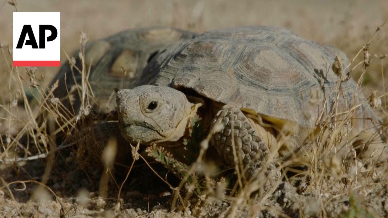 70 endangered desert tortoises reintroduced into wild in Southern ...