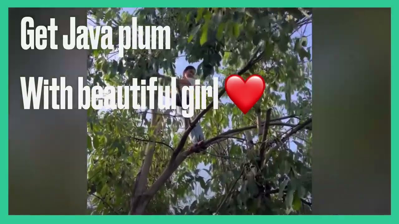 😮Java plum from beautiful girl / climbing the tree ️ OMG 😮😮 - YouTube