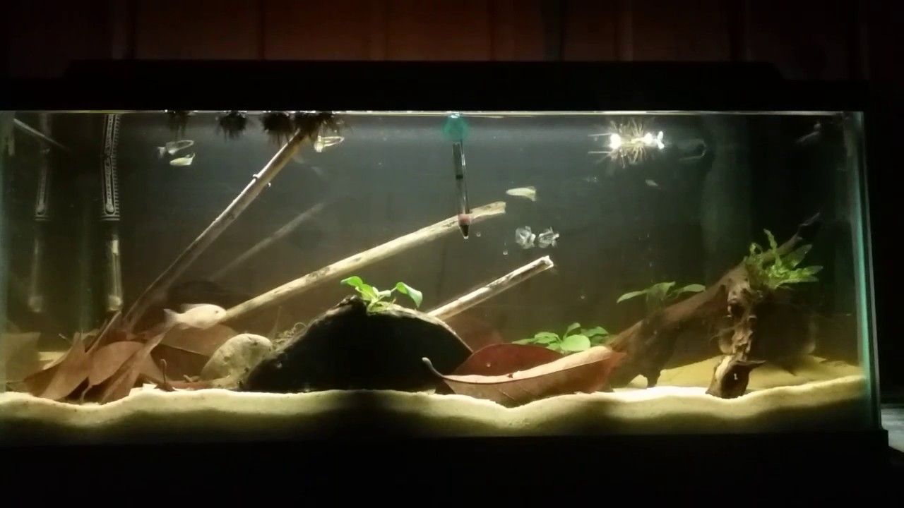 20 Gallon long slow moving river tank with longfin zebra danios and ...