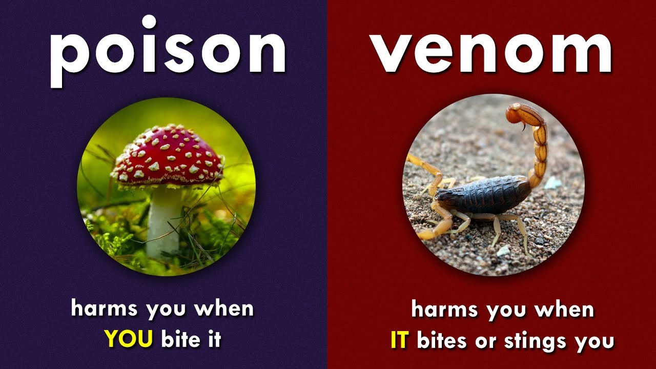 Poison vs. Venom: What's the Difference? - YouTube