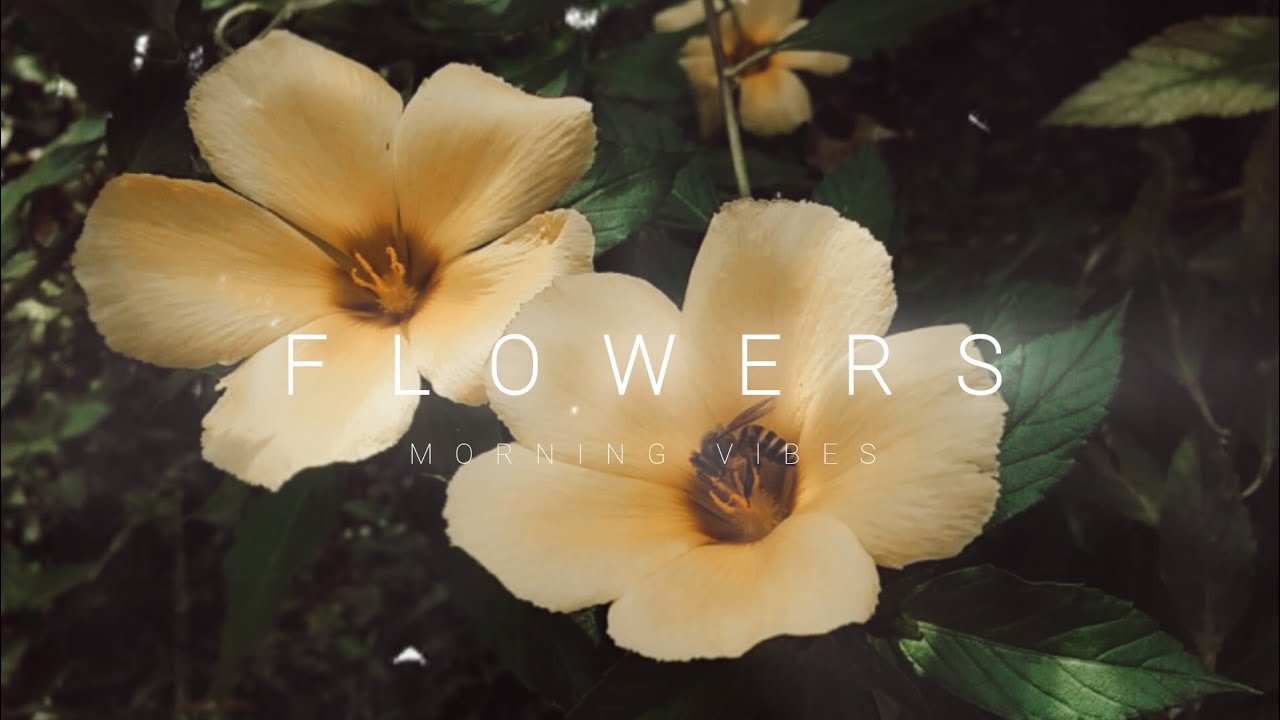 At the morning! with beautiful flowers | Capcut | Cinematic video ...
