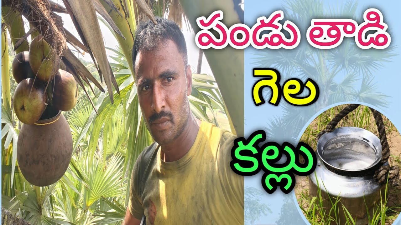 పండు తాడి గెలల నుండి కల్లు దింపుతున్న!!Toddy sapping from palm tree ...