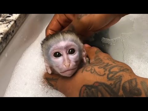 mama mona y monitos bañandose, que belleza, ver hasta el final