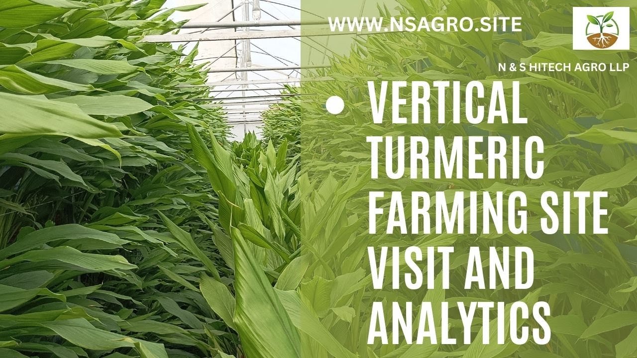Vertical Farming Turmeric Full Site Visit & Analytics - YouTube