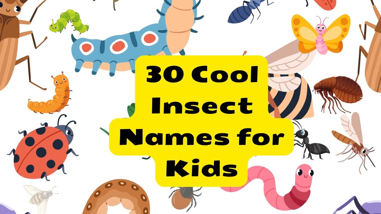 30 Awesome Bugs You Need to Know! 🐞🦋 | Let’s Explore Bugs! - YouTube