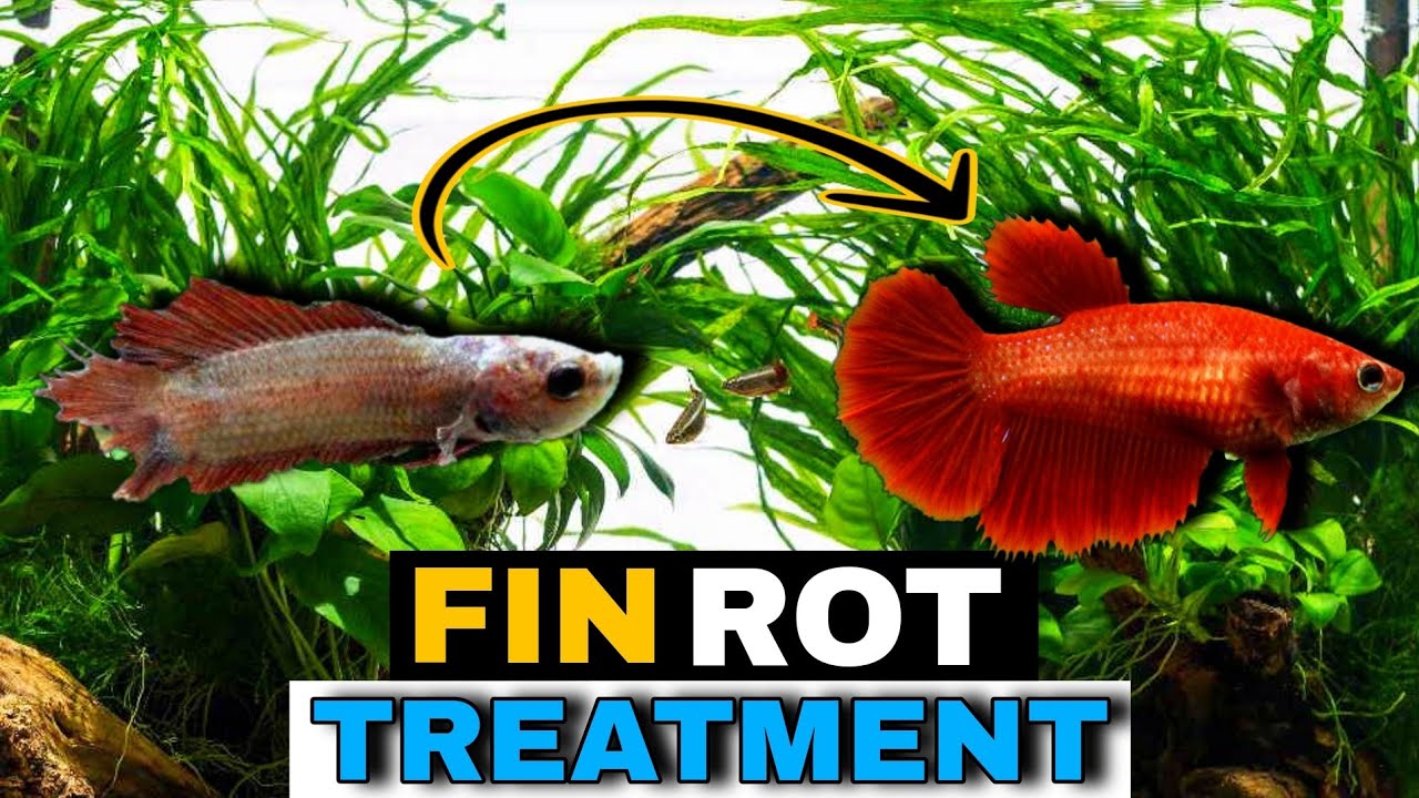 fin rot treatment for betta fish||fin rot treatment||fin rot treatment ...