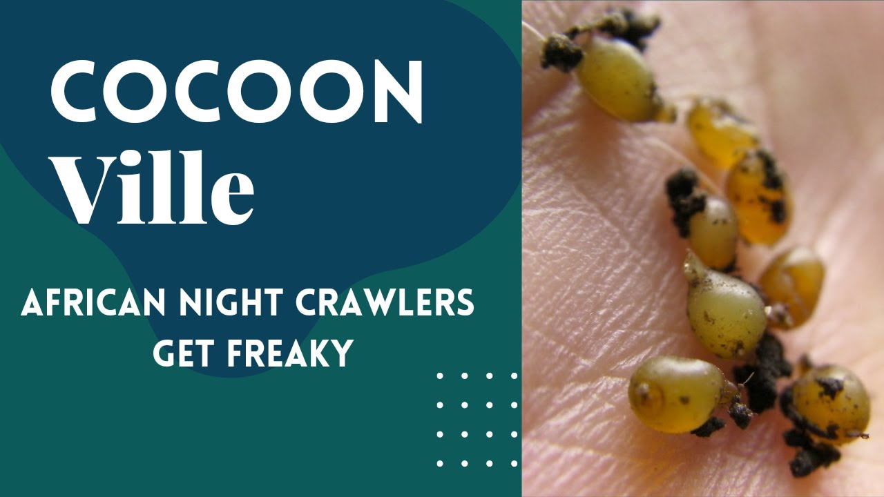 Breeder Bin Antics With African Night Crawler Worms - YouTube